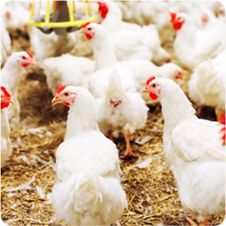 Feed Enzymes, Probiotics & Biotech Solutions | Vland Product Range